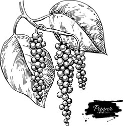 Black pepper drawing set peppercorn heap Vector Image