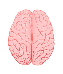 Pink brain side view Royalty Free Vector Image