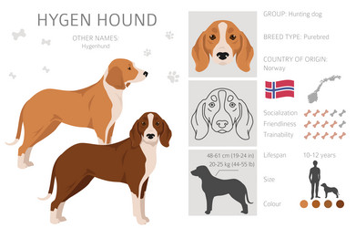 Hygen hound puppy clipart different poses coat Vector Image
