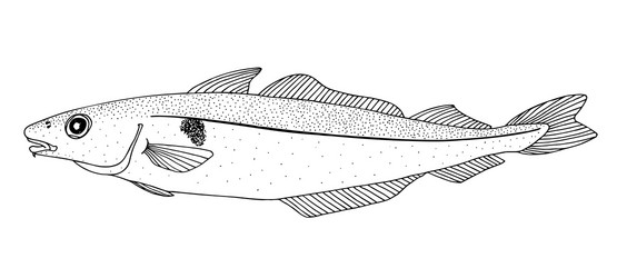 Haddock Vector Images (over 310)