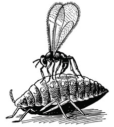 Aphid Vector Images (over 370)