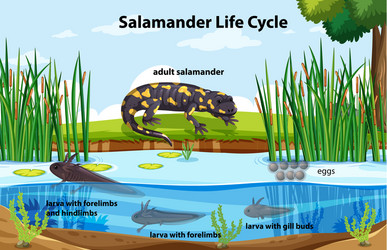 Water Life Cycle Vector Images (over 850)