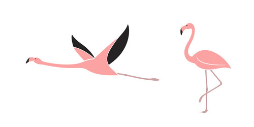 Flamingo Vector Images (over 26,000)