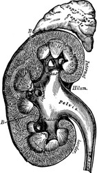 Section Vintage Kidney Vector Images (22)