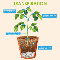 Diagram showing transpiration cycle Royalty Free Vector