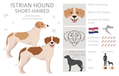 Istrian coarse-haired hound clipart different Vector Image