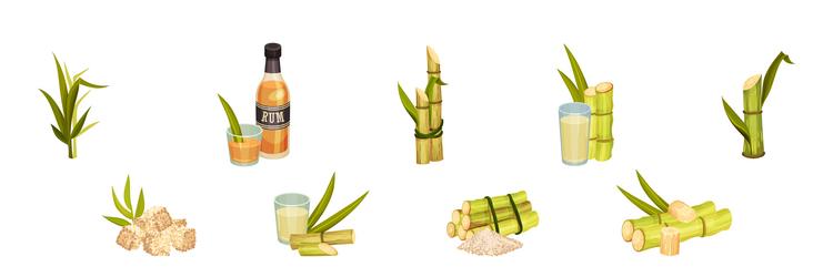 Sugar cane green plant stem with leaf and rum Vector Image