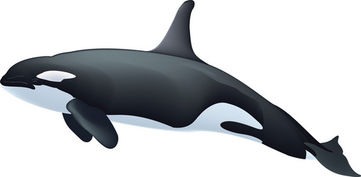 Free Orca Vector Images (43)