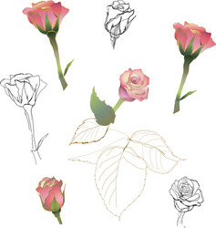 Set of yellow rose flower 3d roses Royalty Free Vector Image