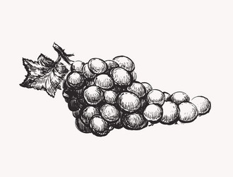 Line Drawing of Grapes Vector Images (over 2,700)