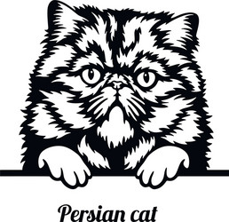 Persian cat peeking cats breed pet Royalty Free Vector Image