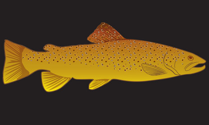 Brown Trout Vector Images (over 150)