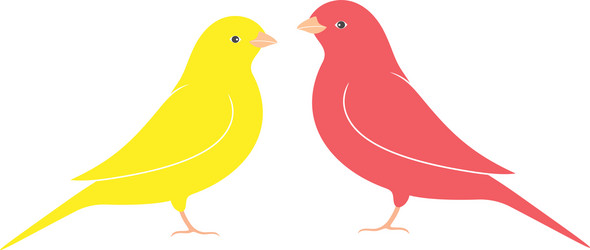 Cartoon yellow canary bird on white background Vector Image