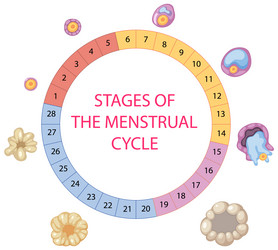 Infographic of stages the menstrual cycle Vector Image