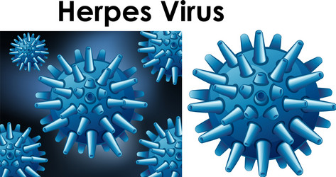 Herpes simplex virus with explanation Royalty Free Vector