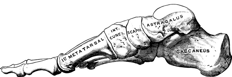 Skeleton Foot Vector Images (over 4,400)