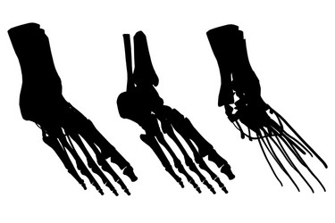 Set with silhouettes human skeleton legs Vector Image