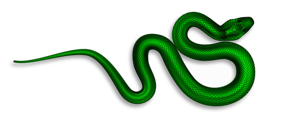 Snake Top View Vector Images (80)