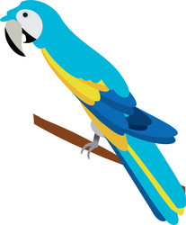 Guacamaya Vector Images (24)