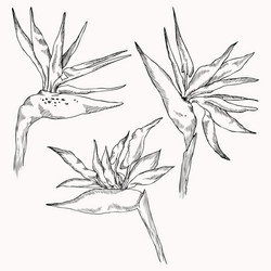 Graphic strelitzia flower exotic leaves Royalty Free Vector