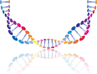 Dna chain with curve science colorful icon Vector Image
