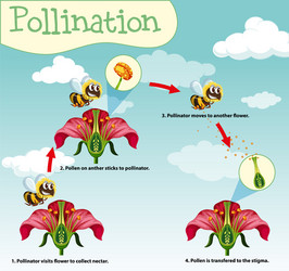 Diagram showing life cycle honey bee apis Vector Image