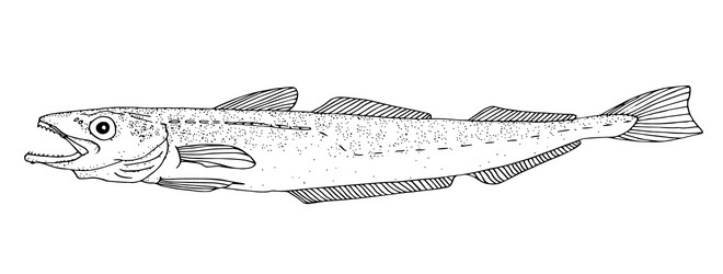 Walleye Outline Vector Images (72)