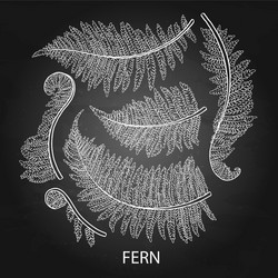 Prehistoric graphic seashell and fern branches Vector Image