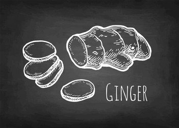 Fresh ginger root ink sketch Royalty Free Vector Image