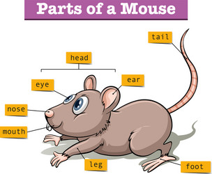 Diagram showing parts of monkey Royalty Free Vector Image