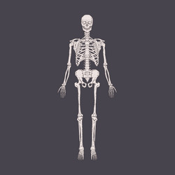 Skeleton structure back and front view human Vector Image
