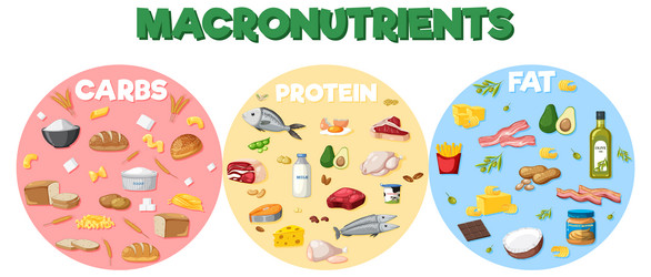 Macronutrients diagram with food ingredients Vector Image