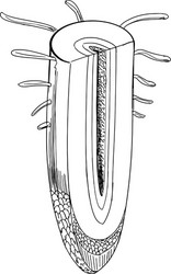 Pili Vector Images (31)