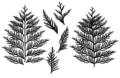 Thuja branch Royalty Free Vector Image - VectorStock