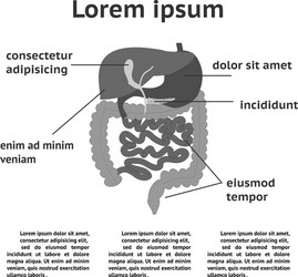 Digestive system Royalty Free Vector Image - VectorStock