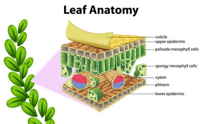 Internal structure of leaf diagram Royalty Free Vector Image