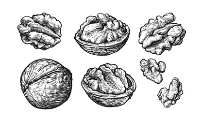 Peanut set isolated groundnuts sketch Royalty Free Vector