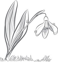 Hand sketch snowdrop Royalty Free Vector Image