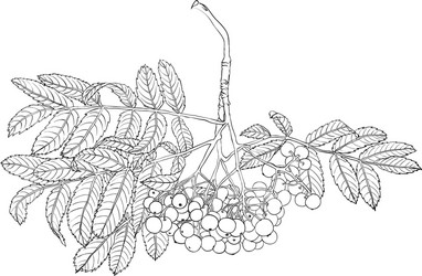 Hand drawn rowan tree isolated on white background