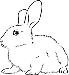 Pencil Drawn Realistic Rabbit Vector Images (83)