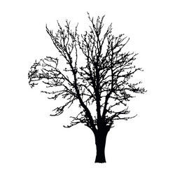 Fig Tree Silhouette Vector Images (over 180)