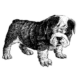 Bulldogs Vector Images (over 20,000)