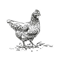 Hen Vector Images (over 35,000)
