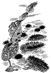 Sea Cucumber Vector Images (over 1,500)