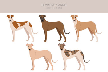 Levriero sardo clipart different coat colors set Vector Image