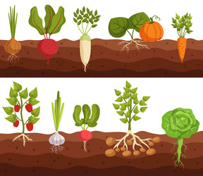 Root vegetables grow in garden soil infographic Vector Image