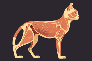 Cat anatomy Royalty Free Vector Image - VectorStock