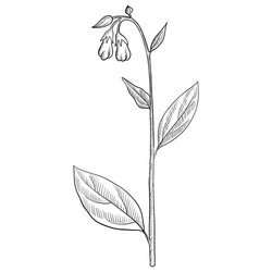 Comfrey Vector Images (74)
