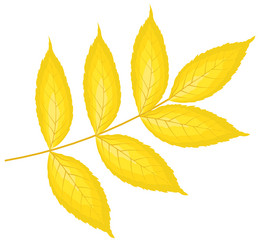 Ash-tree leaf Royalty Free Vector Image - VectorStock