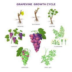 Grapevine growth set infographic elements Vector Image